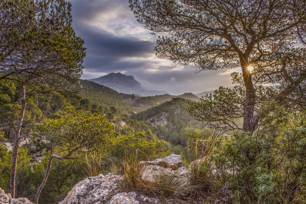 Bouquet de pins - Photo et Tableau - Editions Limitées - Achat / Vente