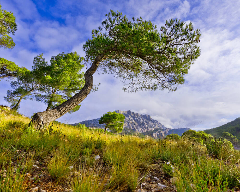 The lodgepole pine - Photographic print for sale