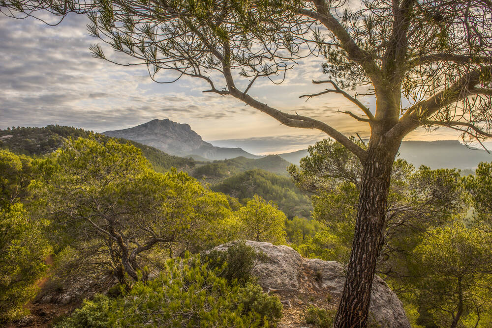 Sainte au grand pin second version - Photographic print for sale