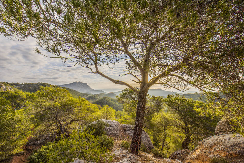 Sainte au grand pin First version - Photographic print for sale