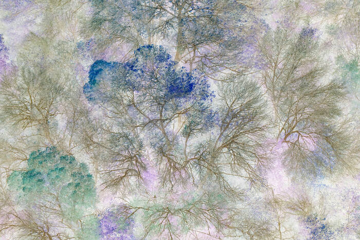 Série Série Canopées - Georges Flayols Photographe - Photo d’art