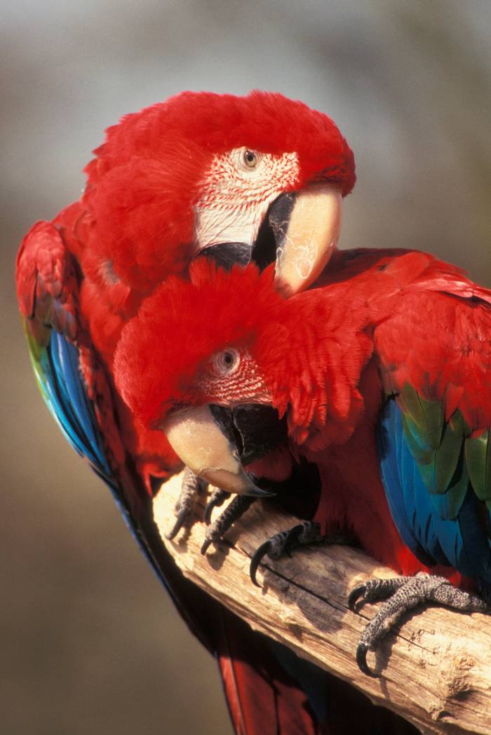 Bird Photography Art Prints For Sale - ArtPhotoLimited