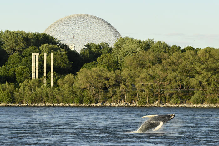 Series Whale - Bernard Brault Photographer - Fine Art Photography
