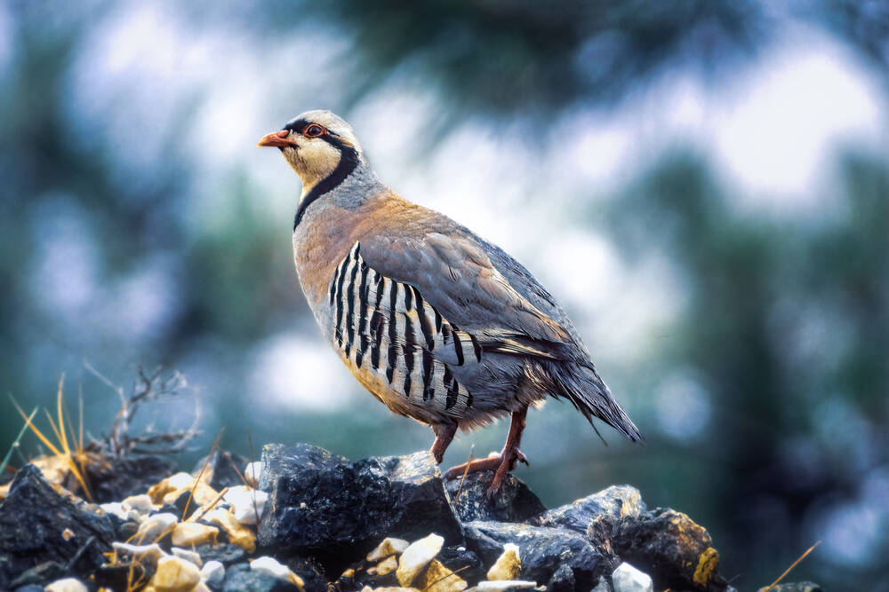 The choukar partridge - Photographic print for sale
