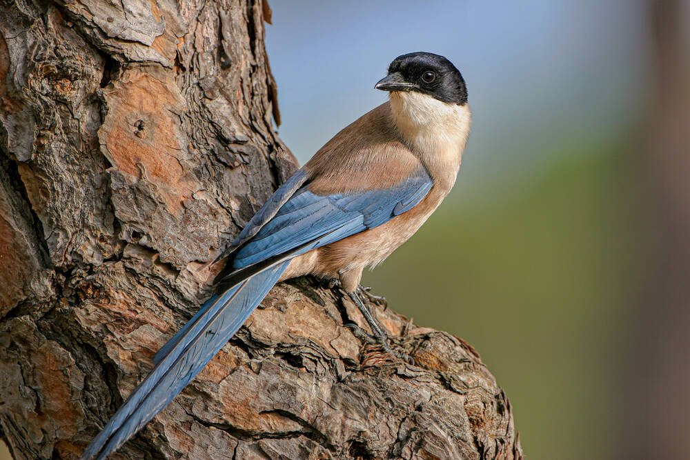 Iberian Blue Magpie - Photographic print for sale