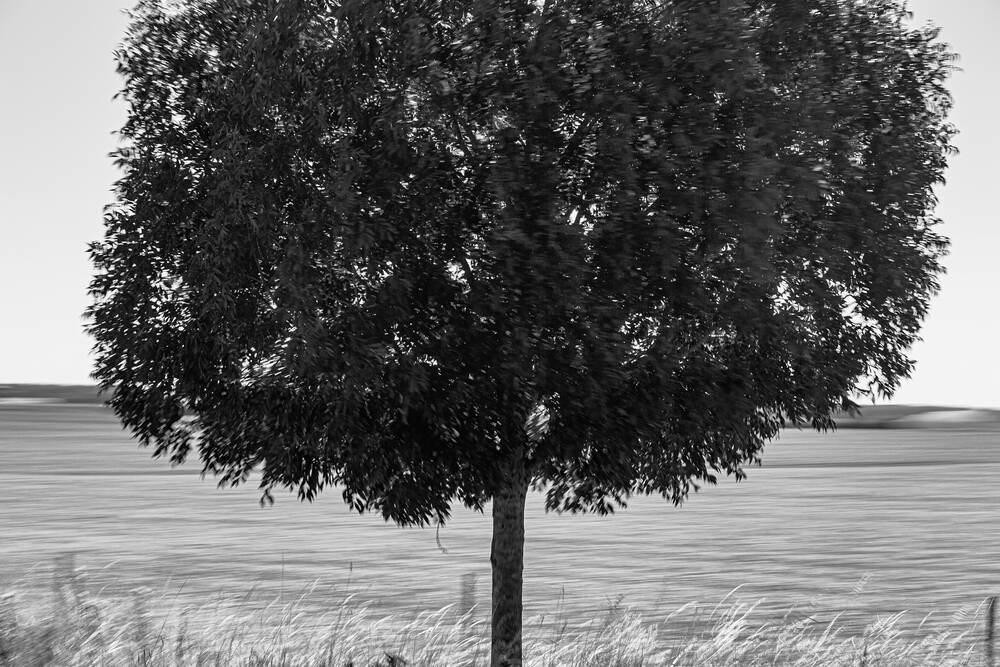 TRAVEL TREES Pictures & Posters | Jacques LOÏC