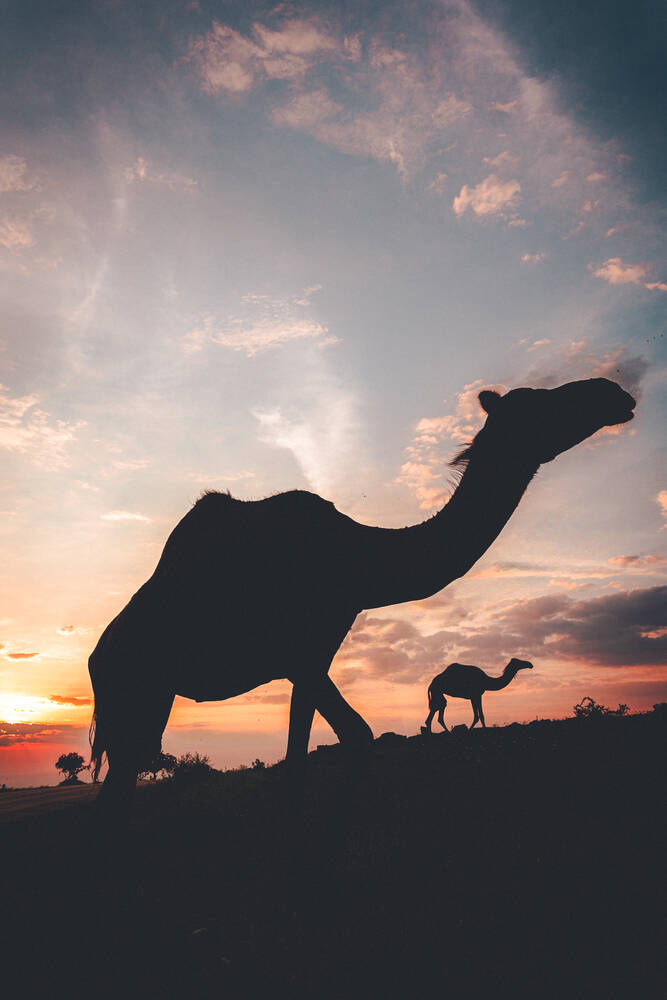 Camel Shadow - Photographic print for sale