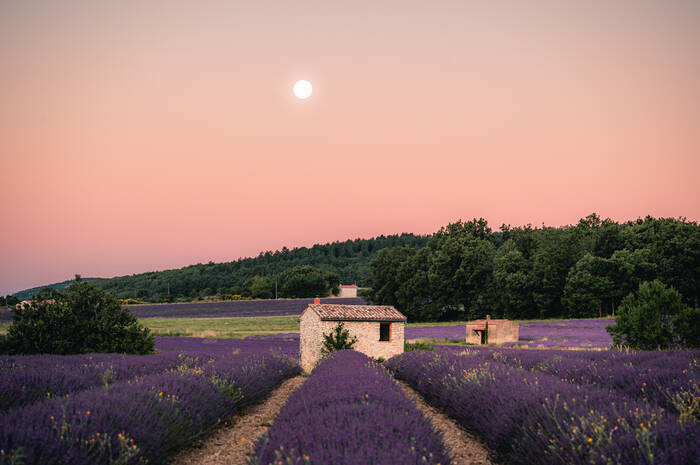 Lavender landscape photography art prints for sale
