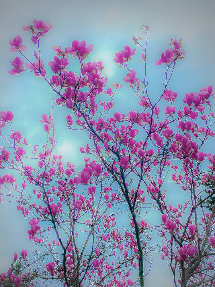 Flower Power - Photographic print for sale