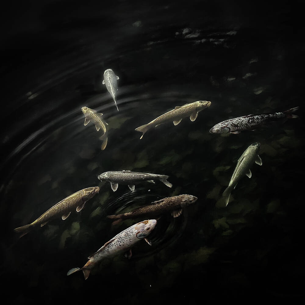 The Fish Pond - Photographic print for sale
