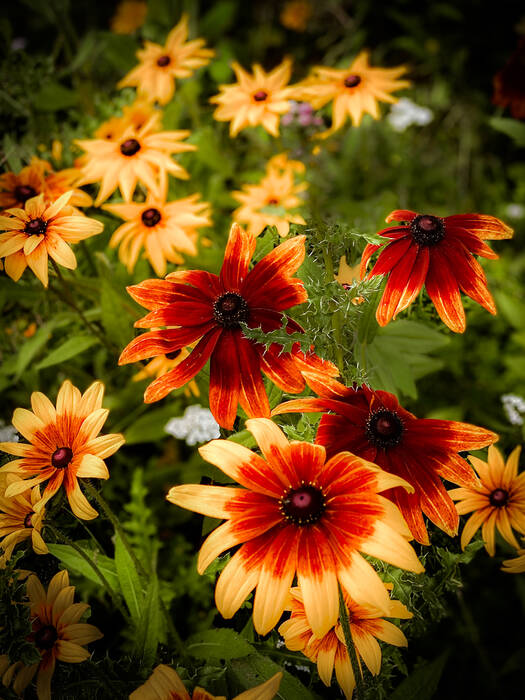Flower landscape photography art prints for sale