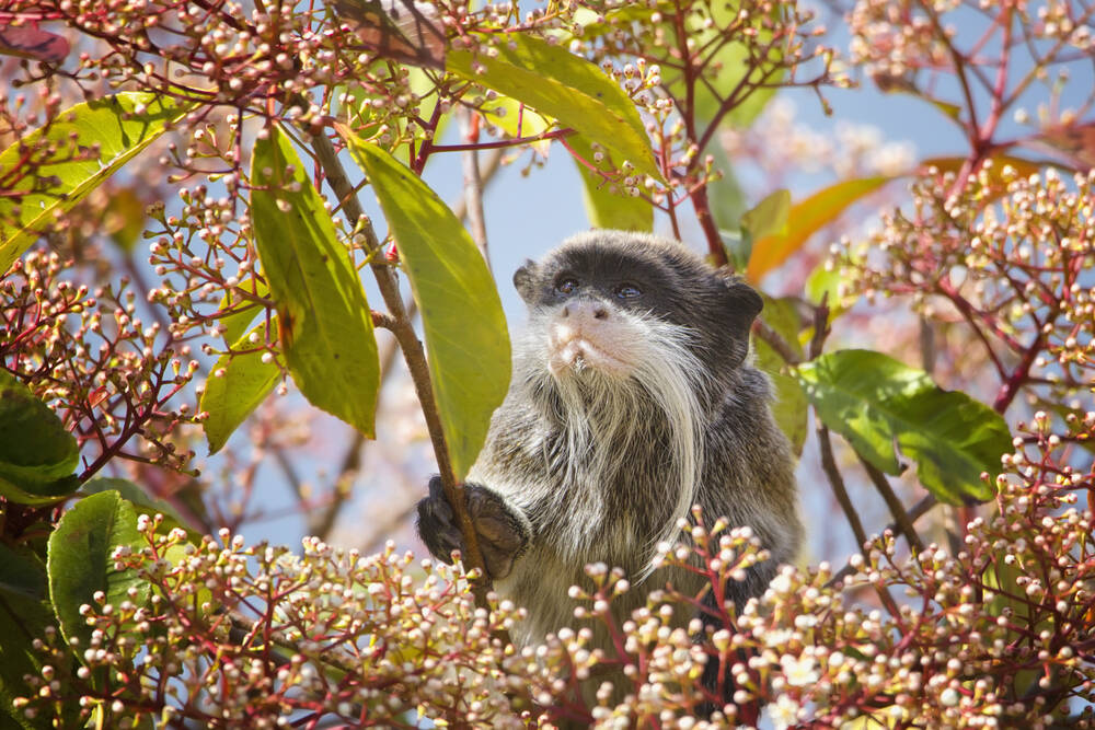 The Emperor Tamarin - Photographic print for sale