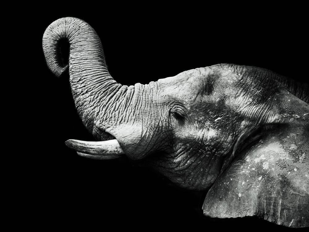 Zwart-wit Olifant foto - Zwart-wit Olifant poster - Kopen - Aankoop ...