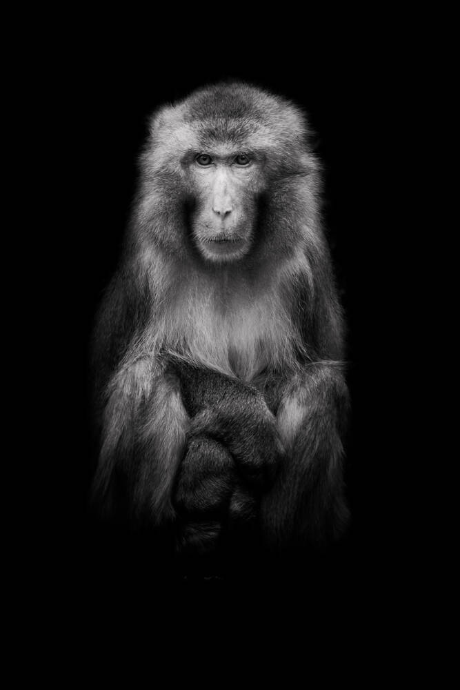 Monkey Posters For Sale - ArtPhotoLimited