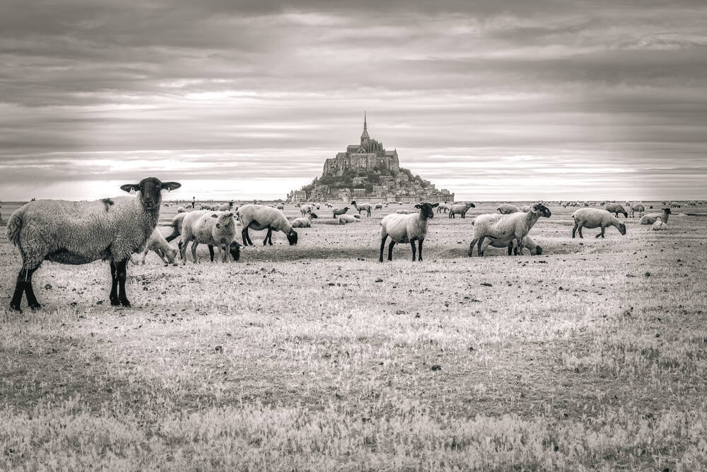 Mont Saint Michel and its sheep - Photographic print for sale