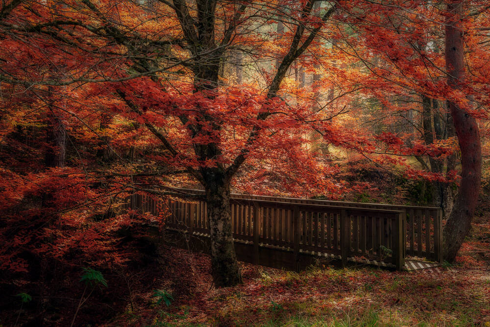 Passage in autumn - Photographic print for sale