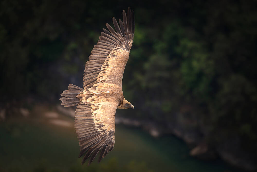 Vulture in its natural habitat - Photographic print for sale