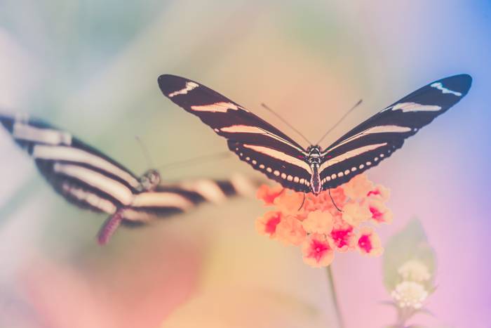 flower power for sale - Limited Edition