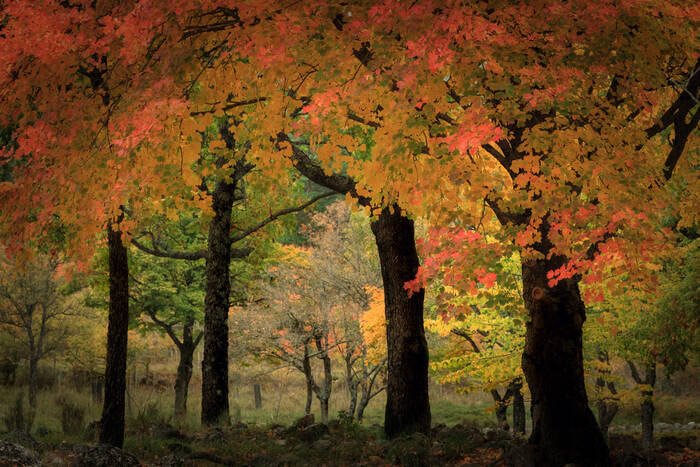 Série Arbres et forêts - Clément Lelièvre Photographe - Photo d’art