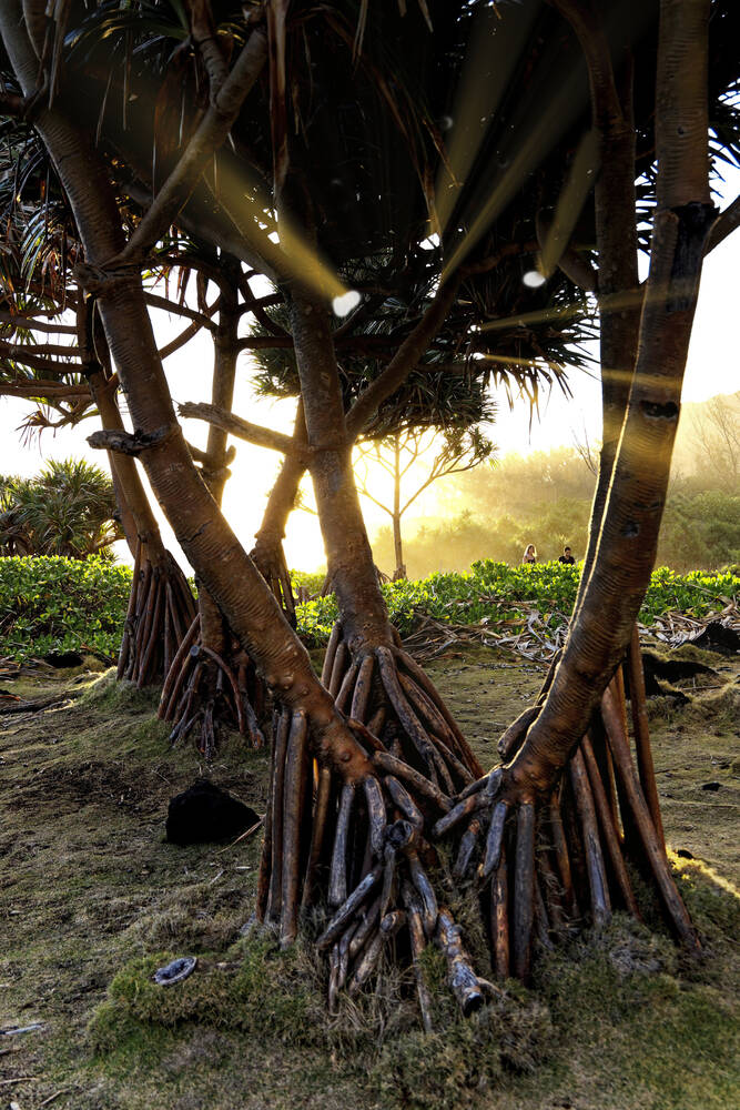 Vacoa trees in Reunion Island - Photographic print for sale