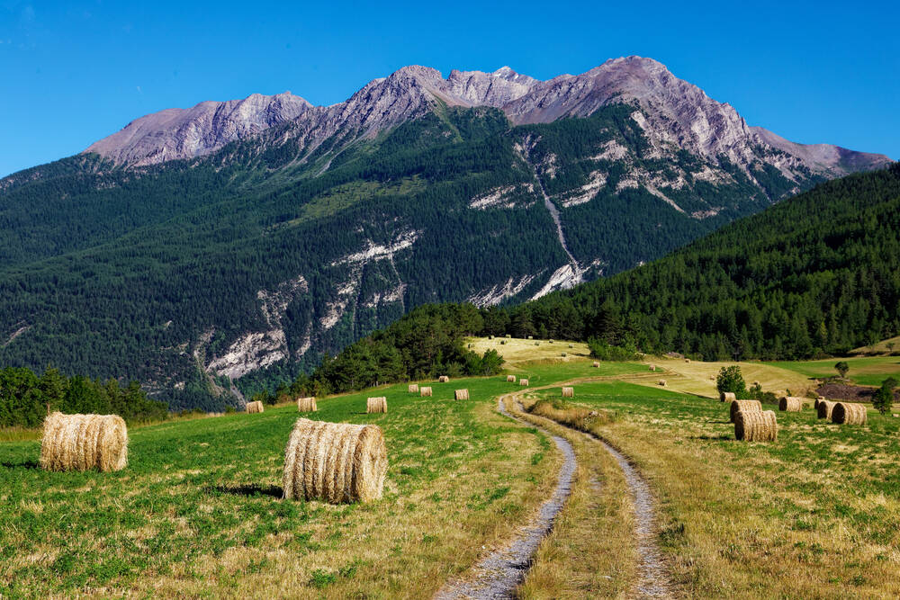 Field in the Ubaye valley - Photographic print for sale