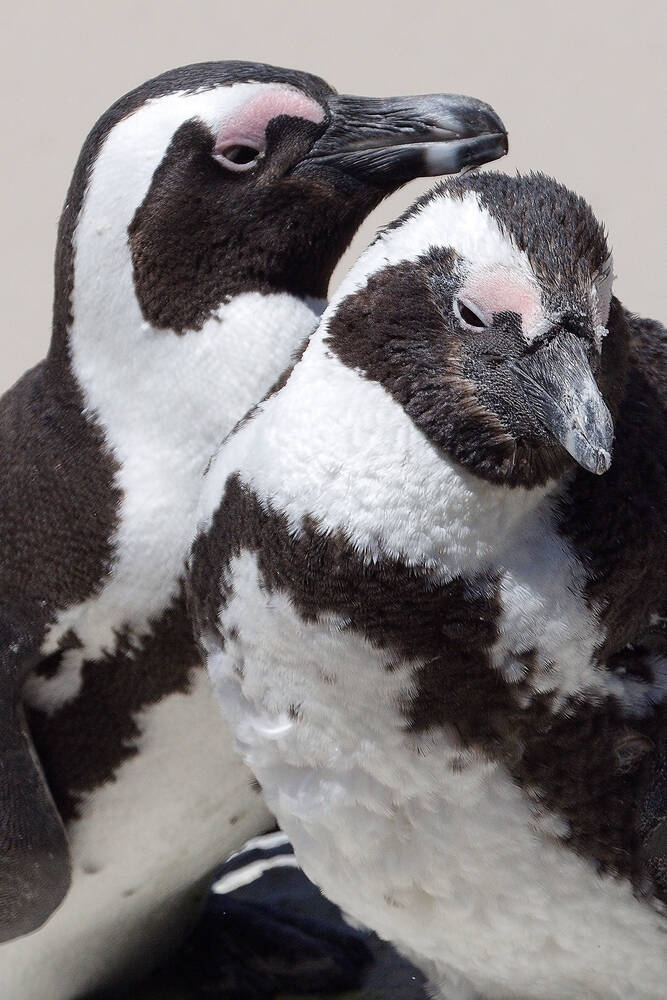 Couple of pingouins - Photographic print for sale