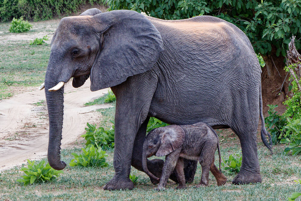 Famille d'éléphants - Photo et Tableau - Editions Limitées - Achat / Vente