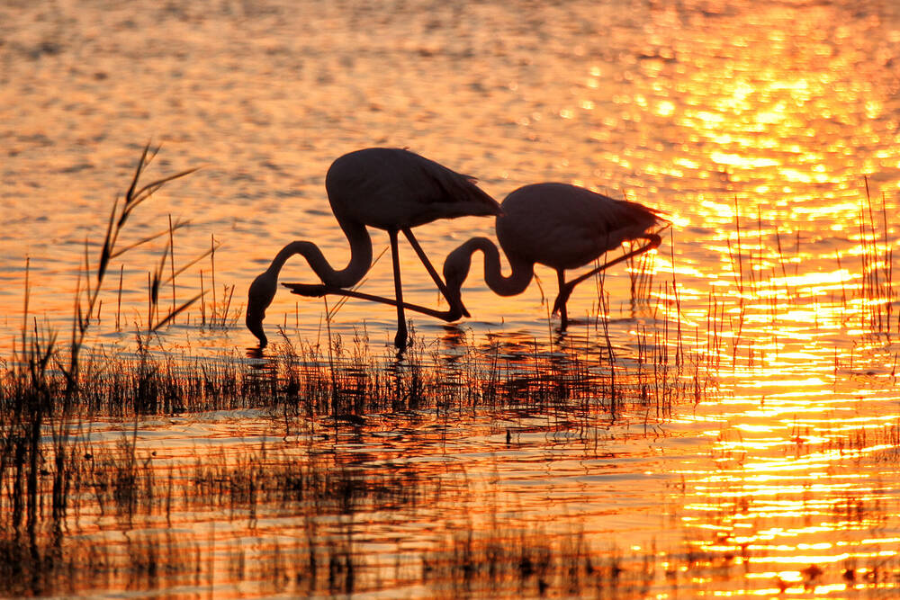 Chinese shadow - Photographic print for sale