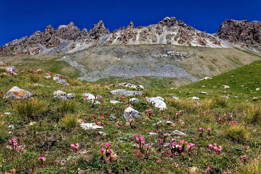 Ubaye Valley in bloom - Photographic print for sale