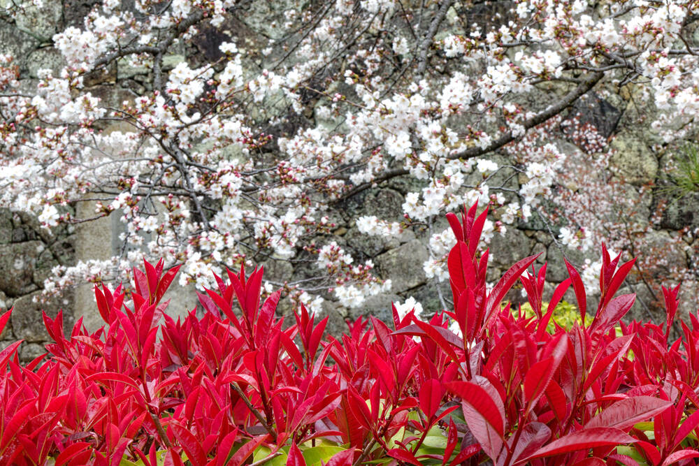 Vegetation against cherry trees - Photographic print for sale