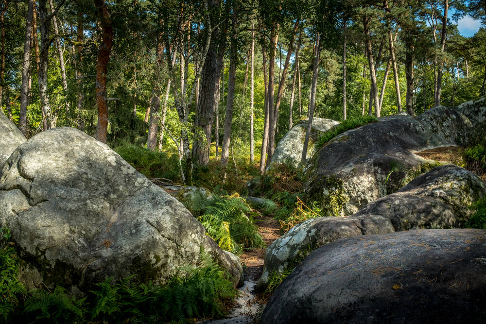 Fontainebleau - 2209 - Photo et Tableau - Editions Limitées - Achat / Vente