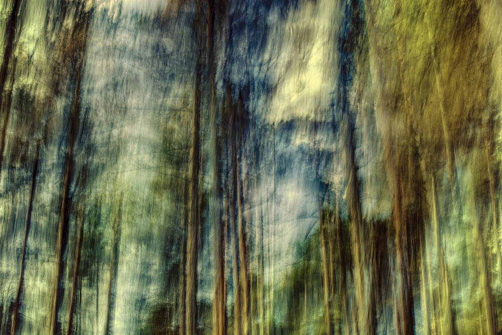 Forest Soul 02 - Photographic print for sale