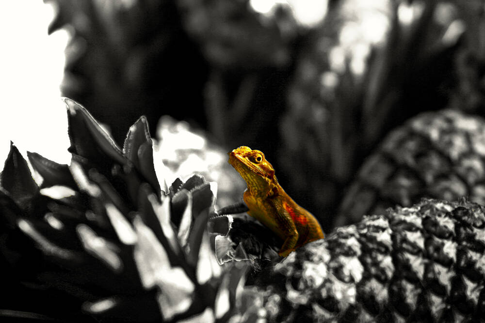 Namibian lizard Africa - Photographic print for sale