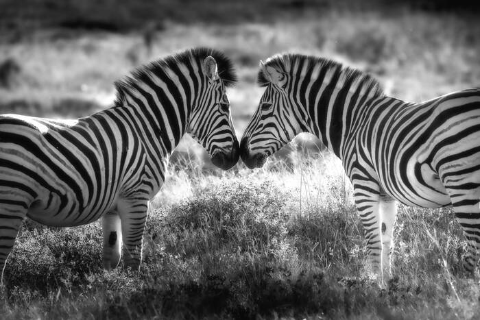 Photo noir et blanc de Zèbre - Tableau noir et blanc de Zèbre ...