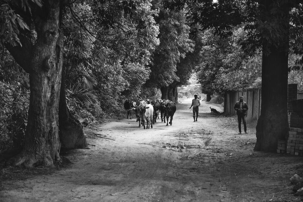 Herd of zebus - Photographic print for sale