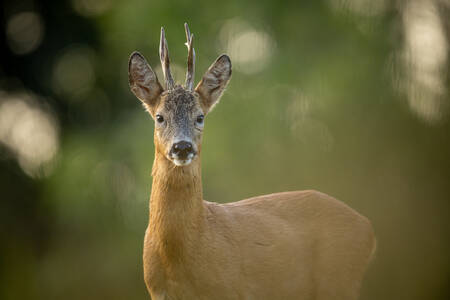Portrait de brocard - Photo et Tableau - Editions Limitées - Achat / Vente