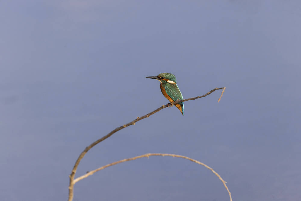 On a perched tree - Photographic print for sale