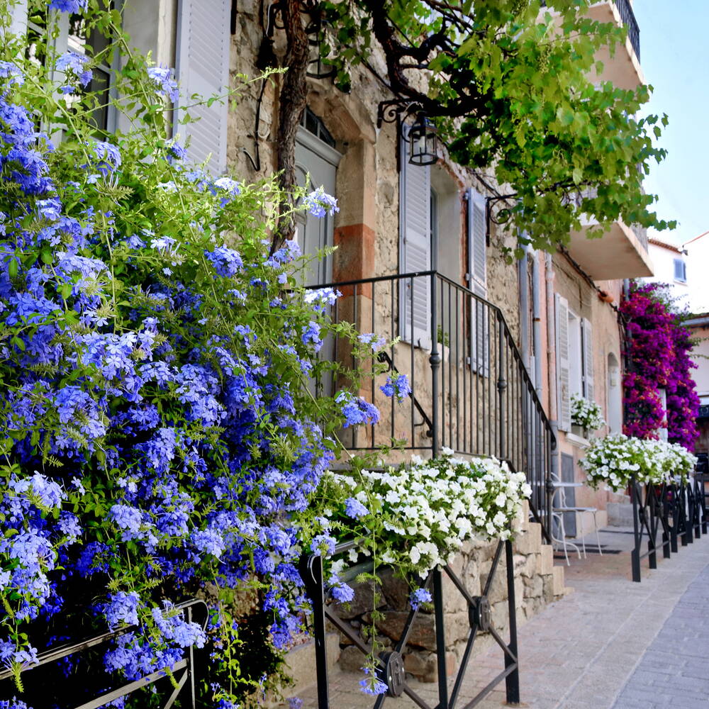 jolie ruelle fleurie à Saint-Tropez - Photo et Tableau - Editions ...