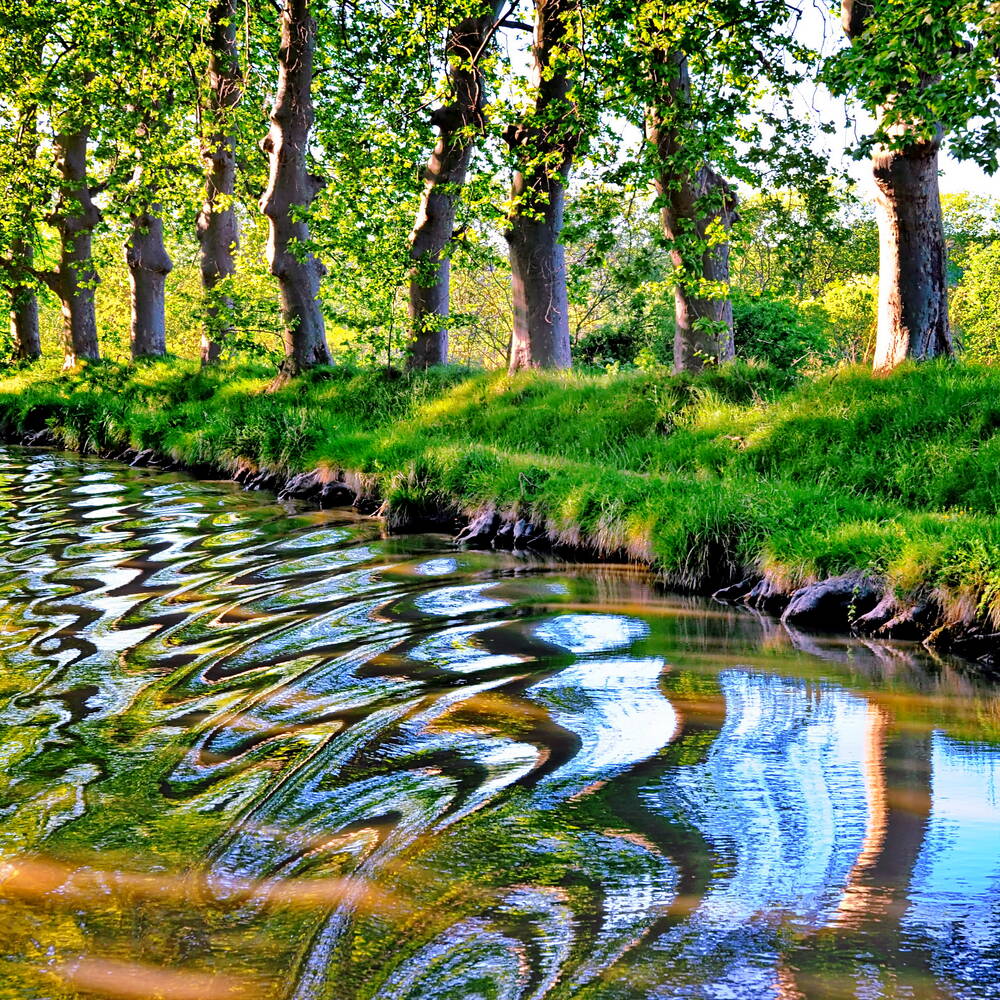 the plane trees by the river - Photographic print for sale