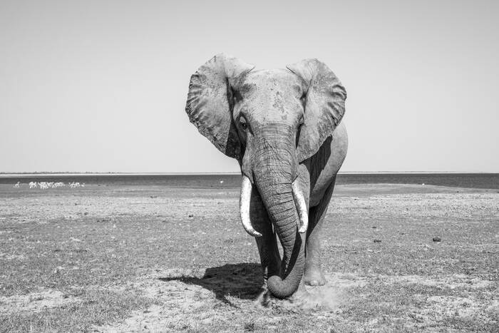 Elephant Photography Art Prints For Sale - ArtPhotoLimited