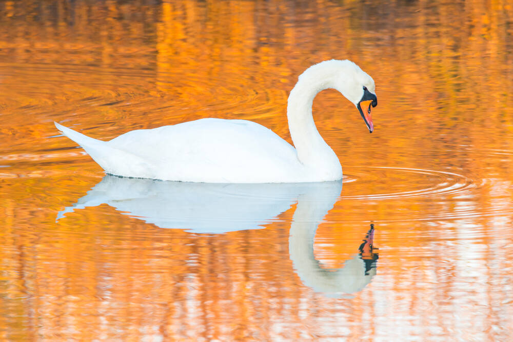 Swan in autumn - Photographic print for sale