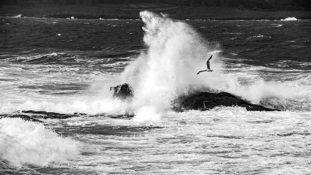 The gull and the wave - Photographic print for sale