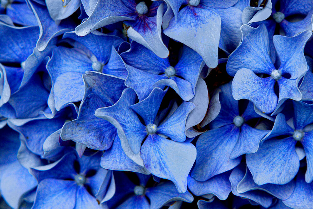 Hydrangea - Photographic print for sale