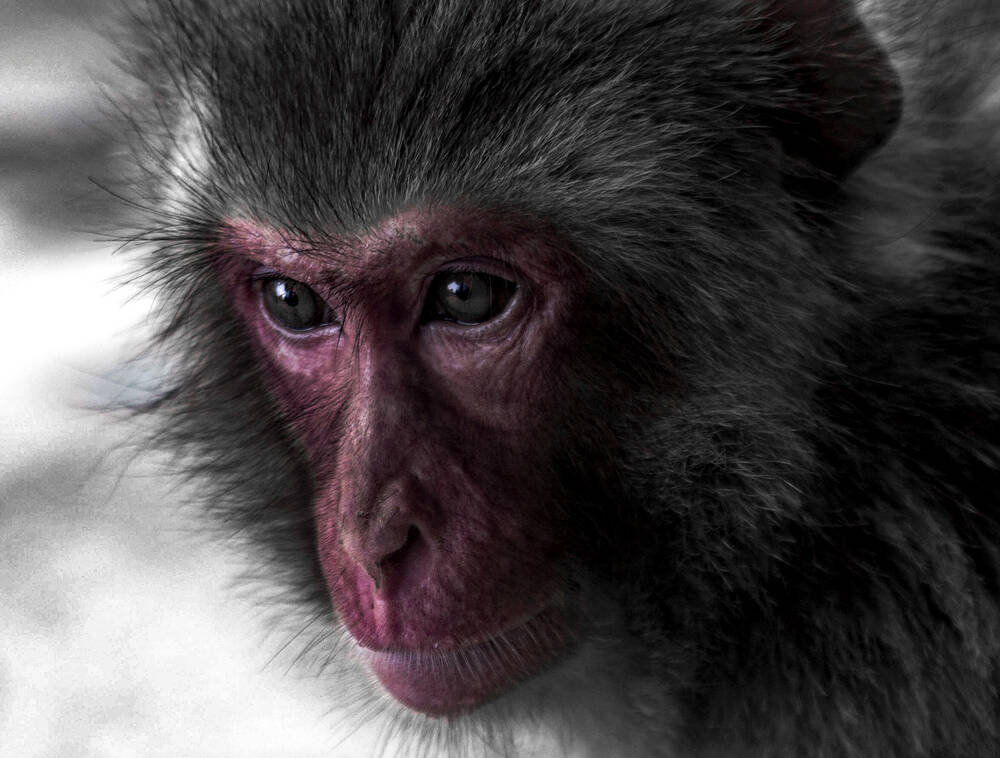Red Monkey - Photographic print for sale