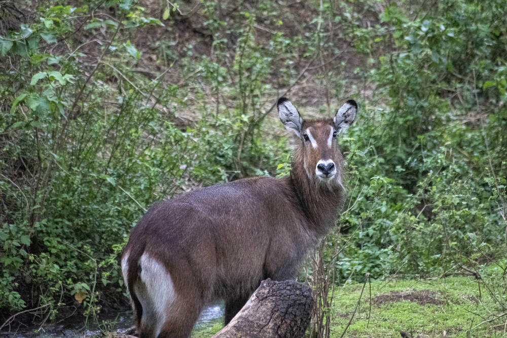 Cobe à croissant dans le cratère du Ngorongoro en Tanzanie - Photo et ...