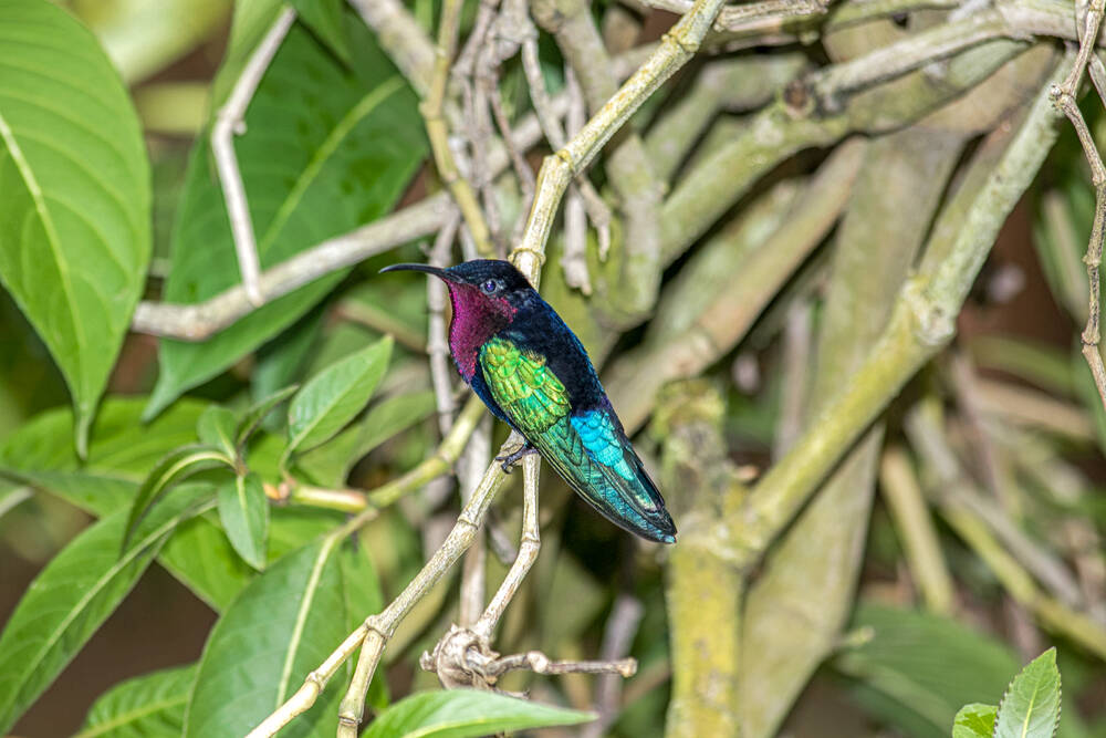 West Indian hummingbird - Photographic print for sale
