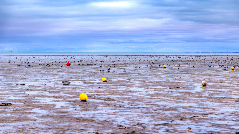 Ile de Ré la fosse de Loix low tide - Photographic print for sale