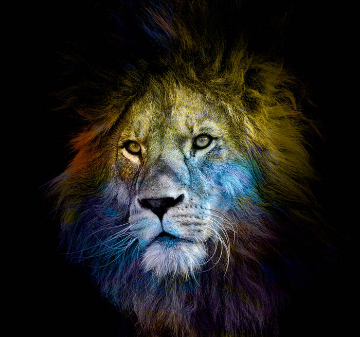 Series Animals Color - Michel Battaglia Photographer - Fine Art Photography