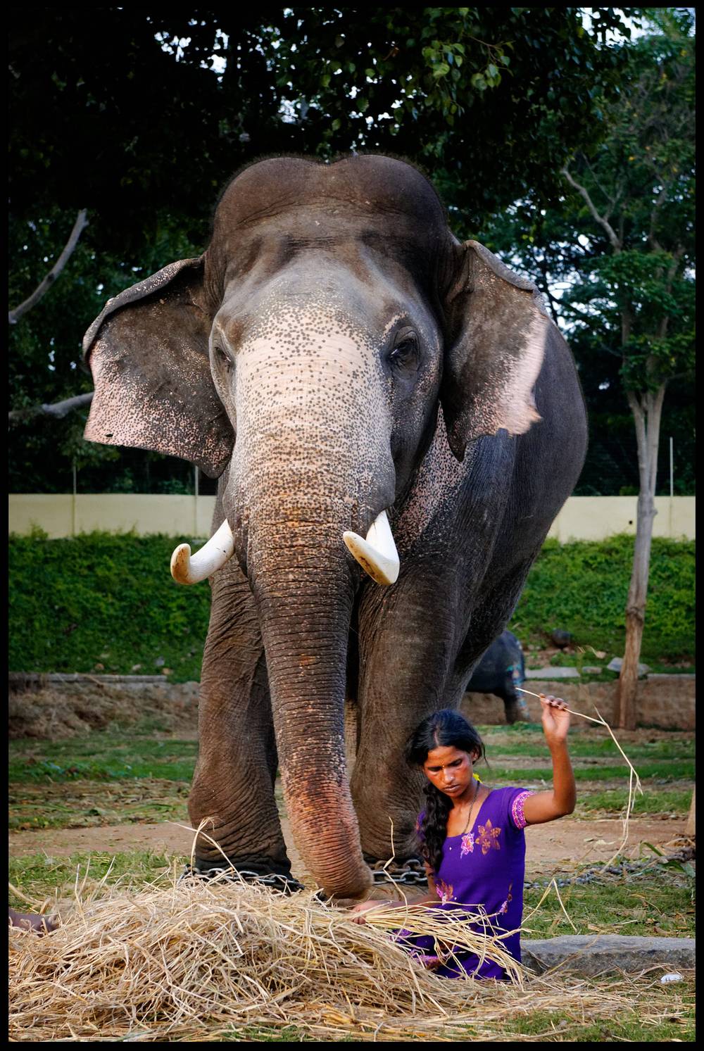 Elephant preparation for Jumbo Savari - Photographic print for sale