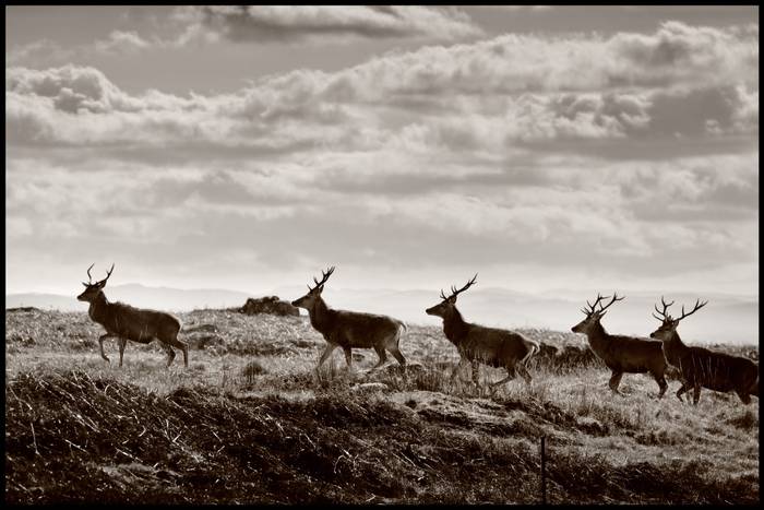 Deer animals photography art prints for sale